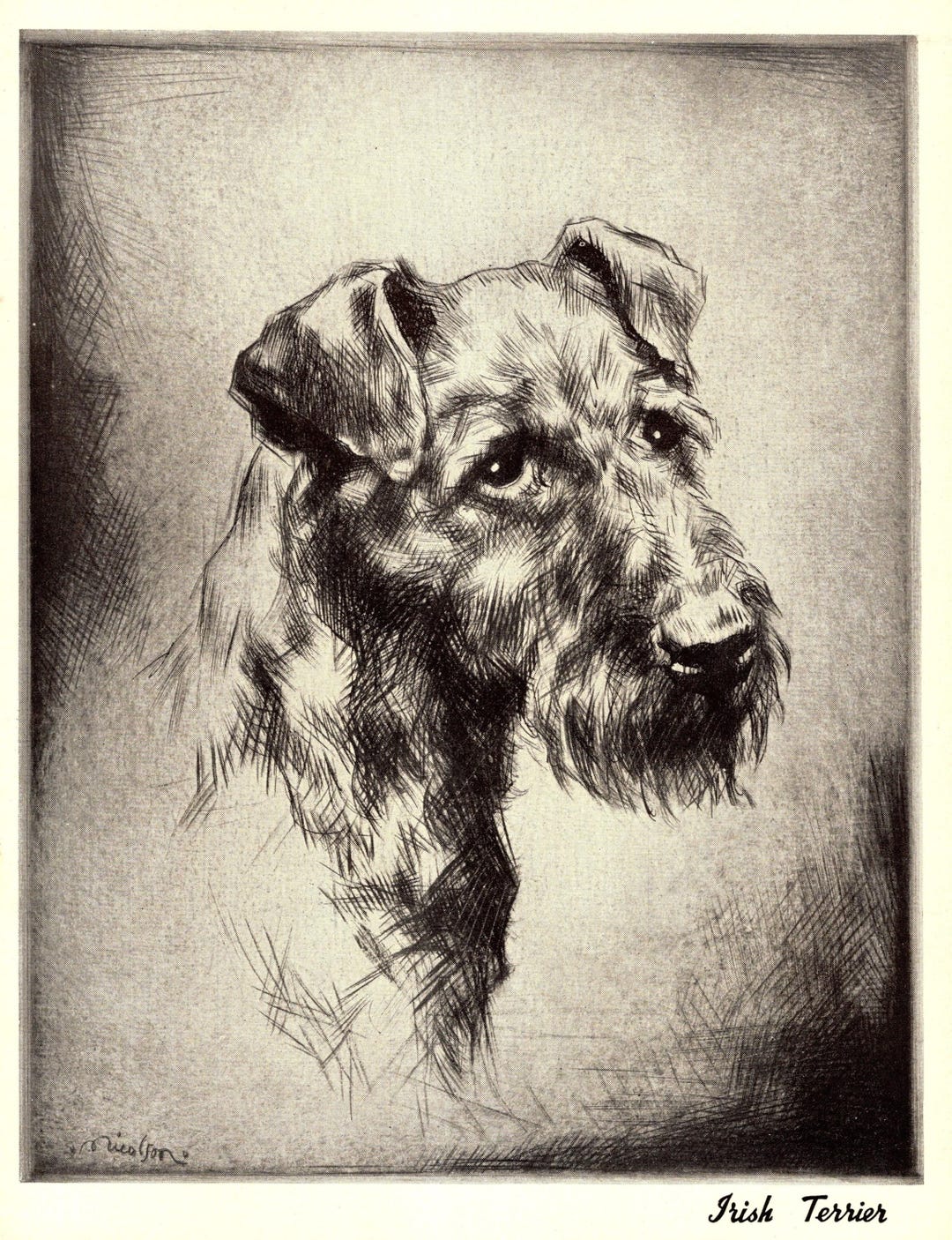 1930's Antique IRISH TERRIER Print Wall Art Decor Malcolm Nicholson ...