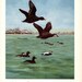 Vintage Duck Art Print American Scoter Duck Wall Art Decor 1950s Bird ...