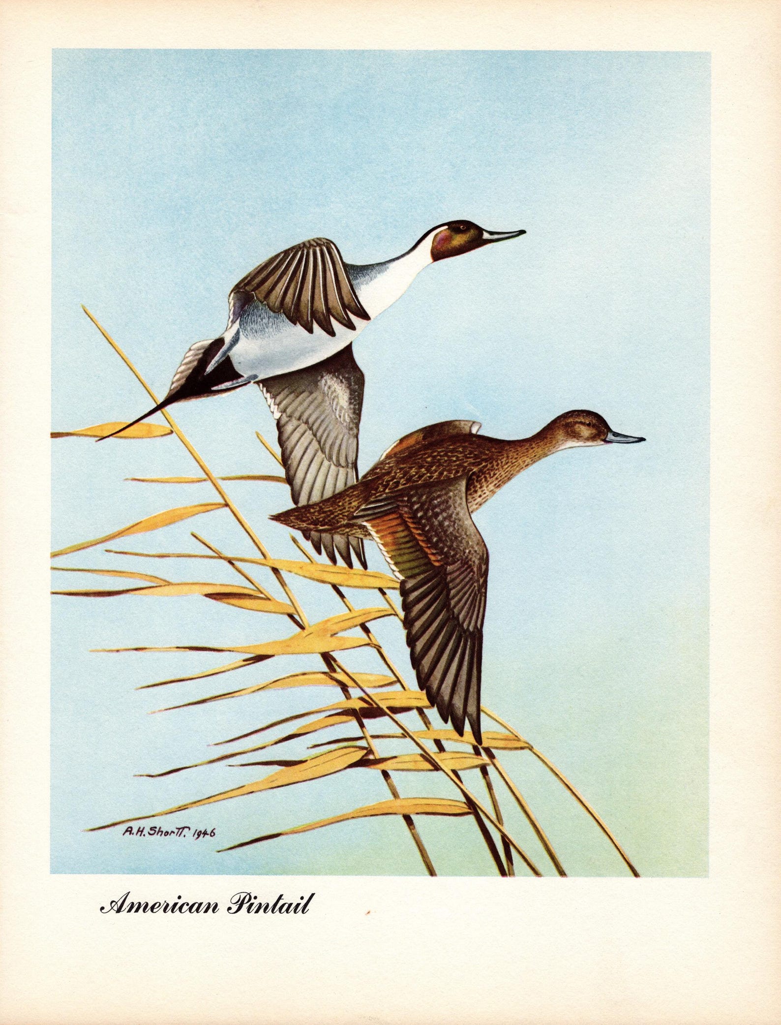 Vintage Pintail Duck Print Wall Art Decor 1950s Bird Art Print Duck ...