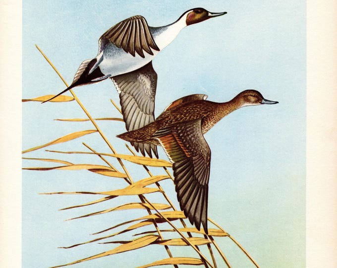 Vintage Pintail Duck Print Wall Art Decor 1950s Bird Art Print Duck ...
