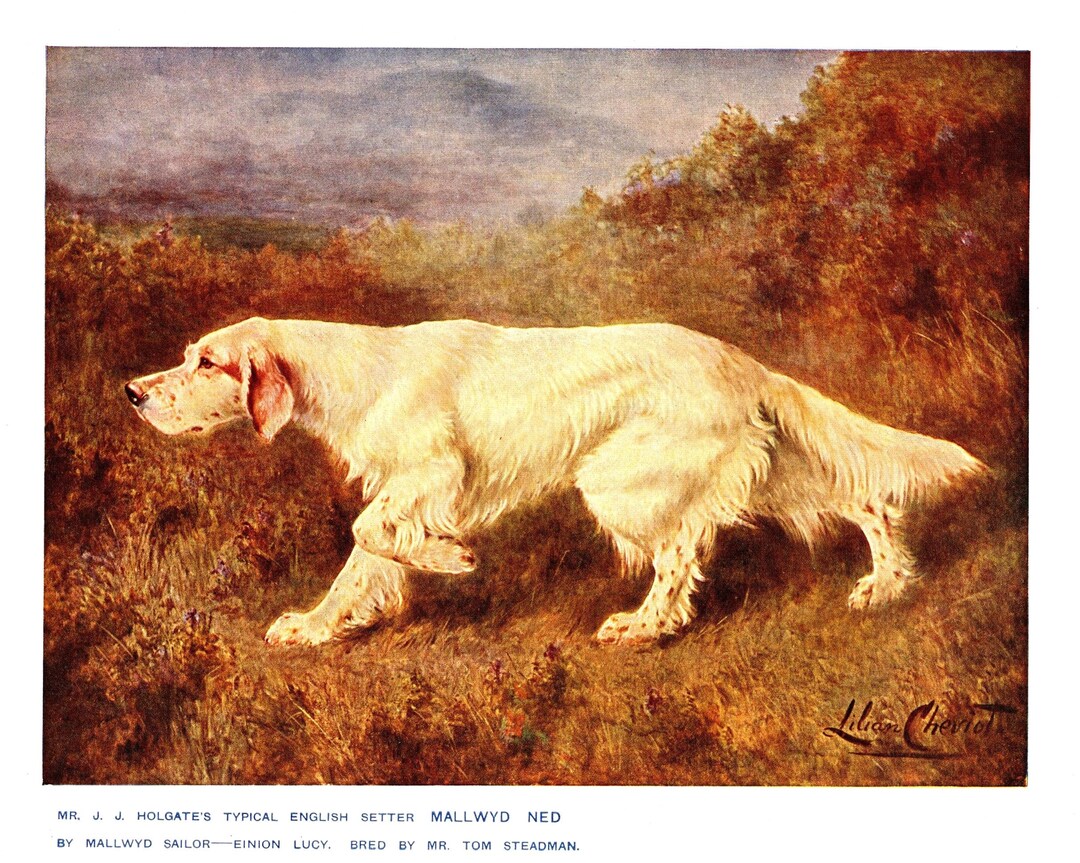 1911 Antique English Setter Print Wall Art Decor Hunting Dog Mallwyd ...