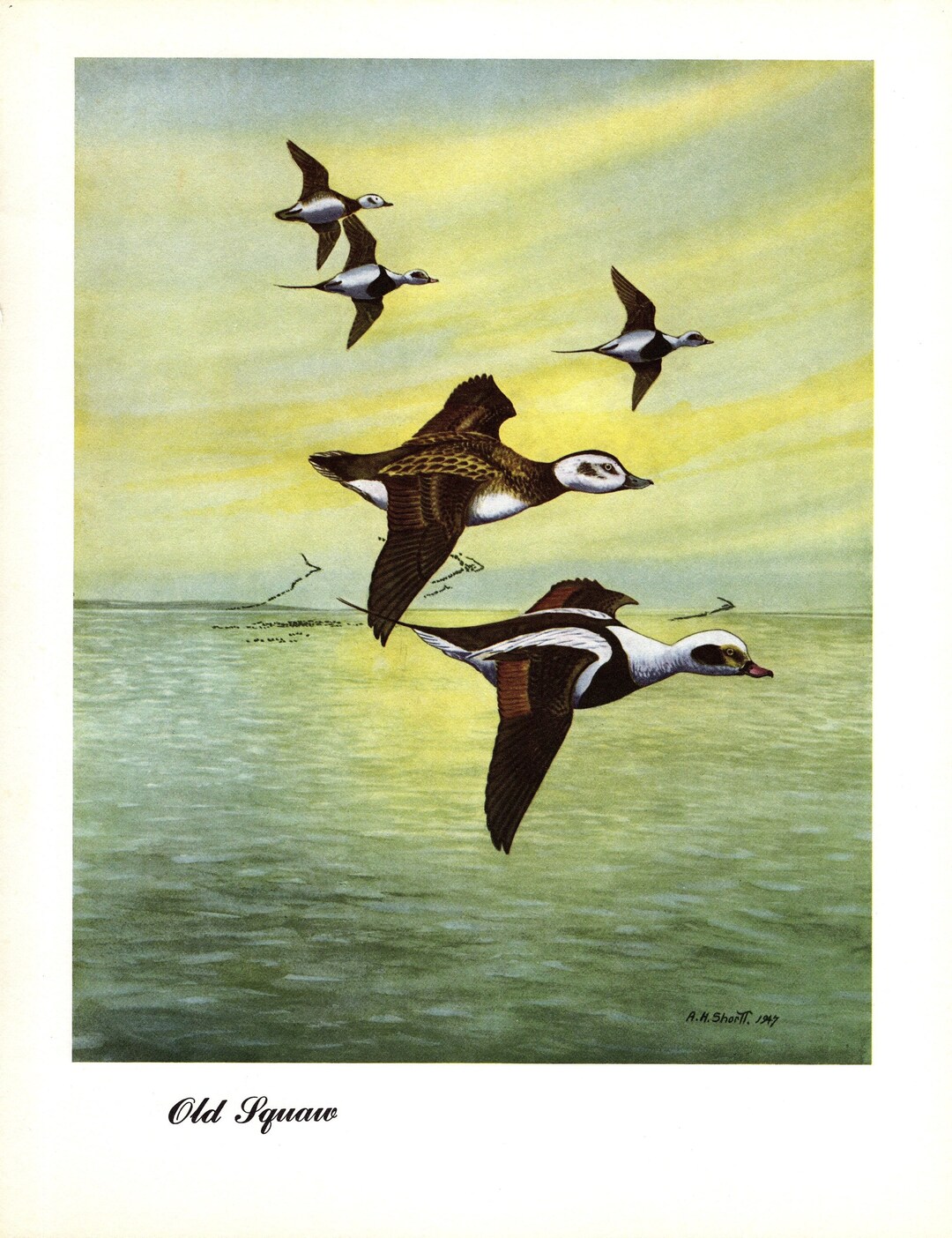 Vintage Duck Art Print Old Squaw Duck Wall Art Decor 1950s Bird Print ...