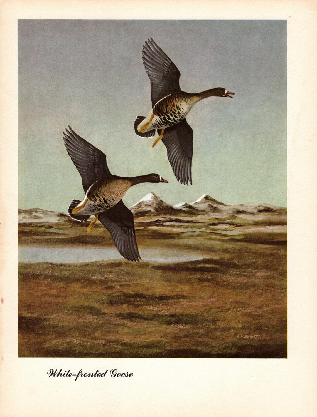 Vintage White Fronted Goose Print Flying Geese Wall Art 1950s Bird ...