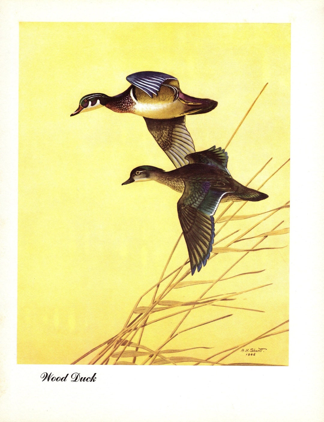 Vintage Wood Duck Print Wall Art Decor 1950s Wood Duck Bird Art Print ...