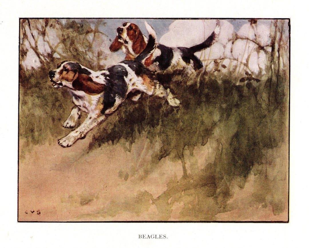 Antique Beagle Print Wall Art Decor C1920 Vernon Stokes Beagle Hunting ...