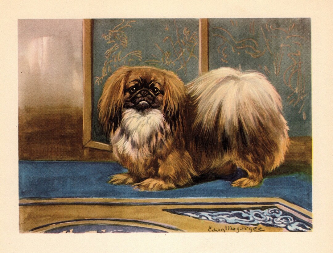 1942 Antique Pekingese Print Wall Art Decor Vintage Pekingese ...