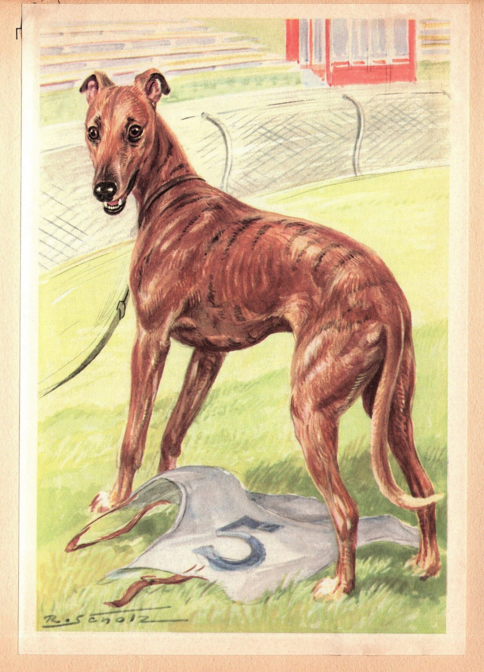 Vintage Greyhound Print Wall Art Decor Scholz Greyhound Art - Etsy