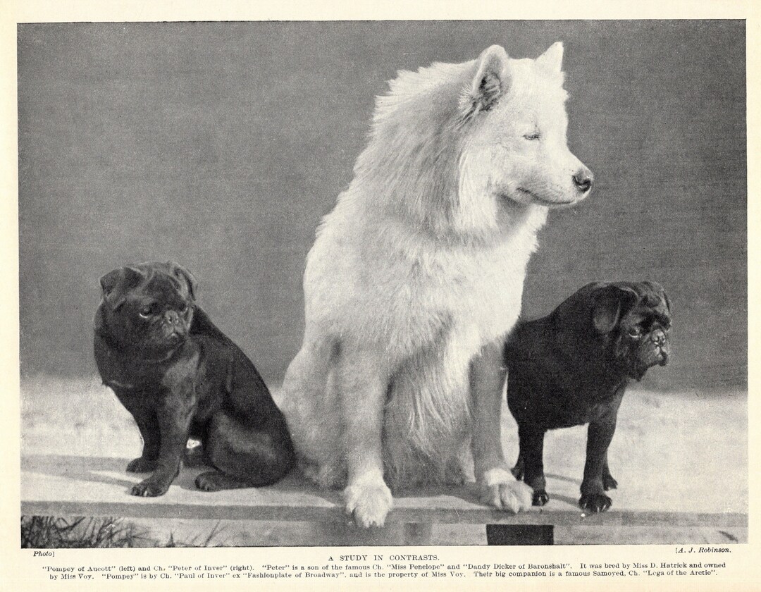 1930's Neat Pug and Samoyed Print Champions Pompey of - Etsy