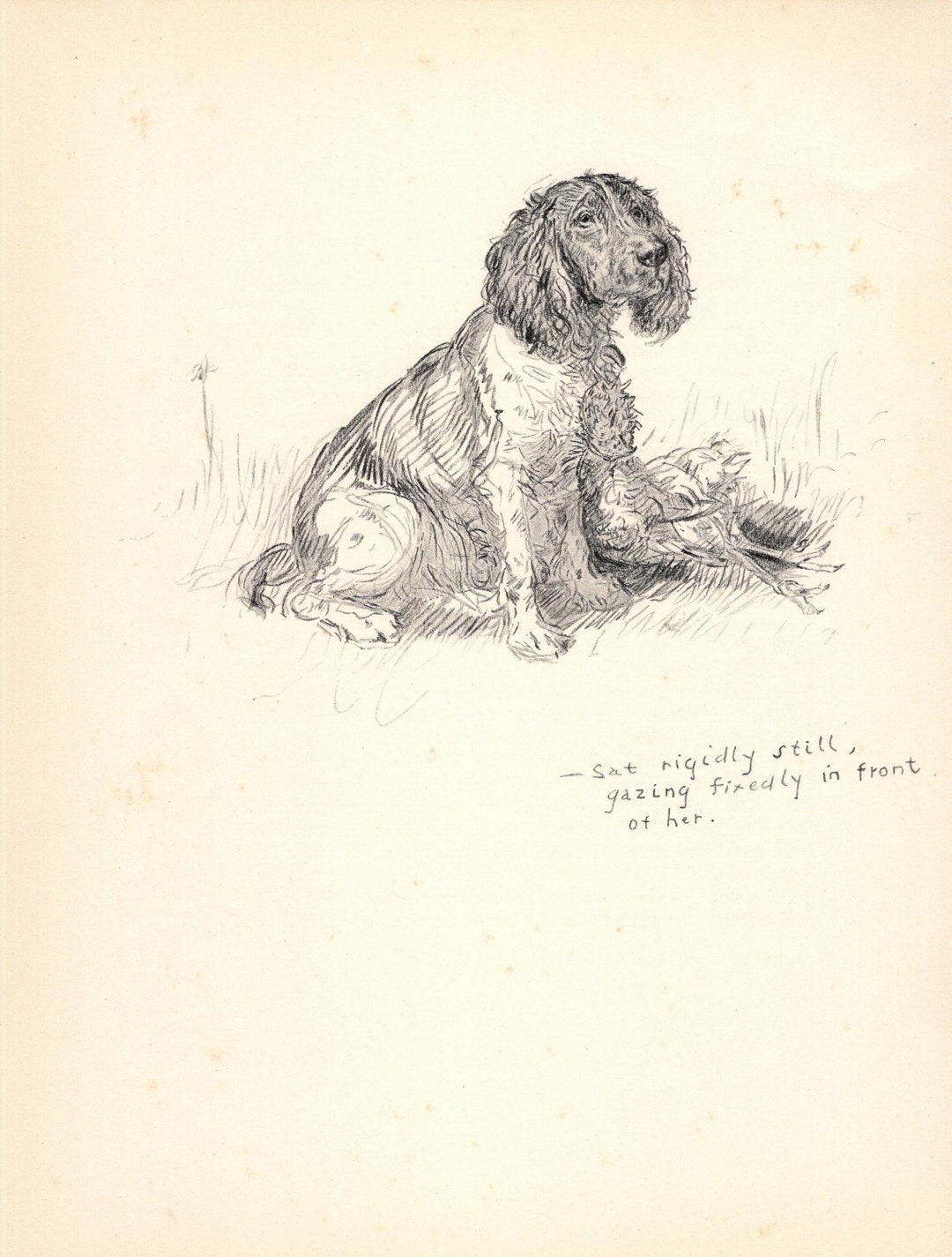 Vintage Springer Spaniel Sketch Print Wall Art Decor 1938 Antique K ...
