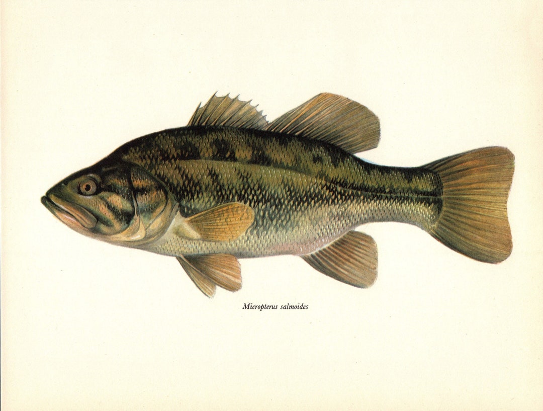 Largemouth Bass Fish Print Vintage Fish Gallery Wall Art Decor Fishing ...