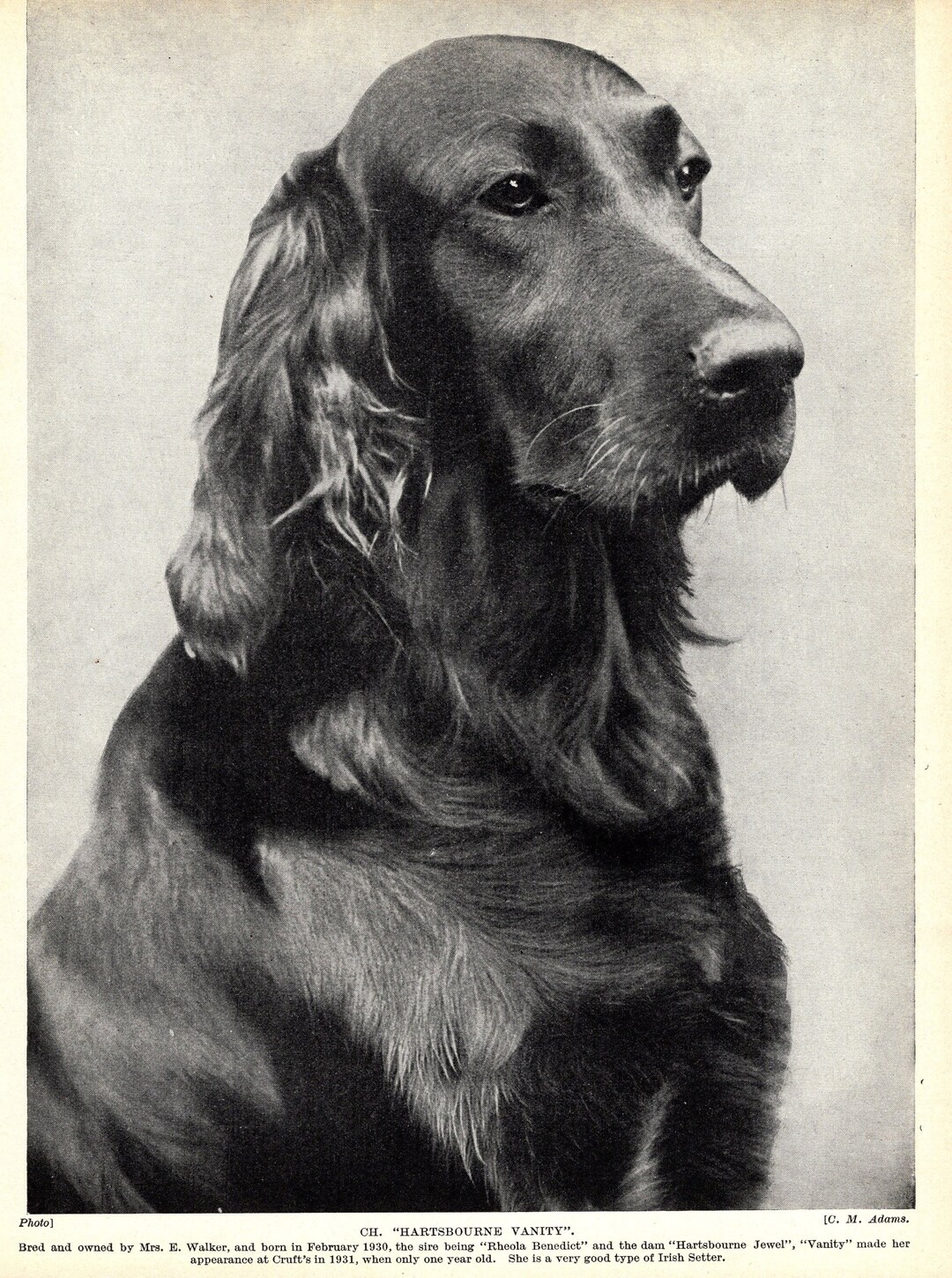 1930's Antique Irish Setter Print Gallery Wall Decor Ch Hartsbourne ...