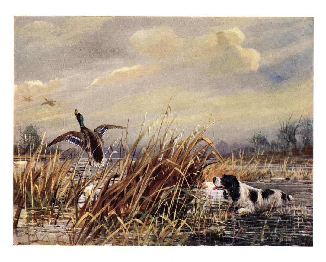 Antique Springer Spaniel Print Wall Art Decor Ward Binks Springer ...