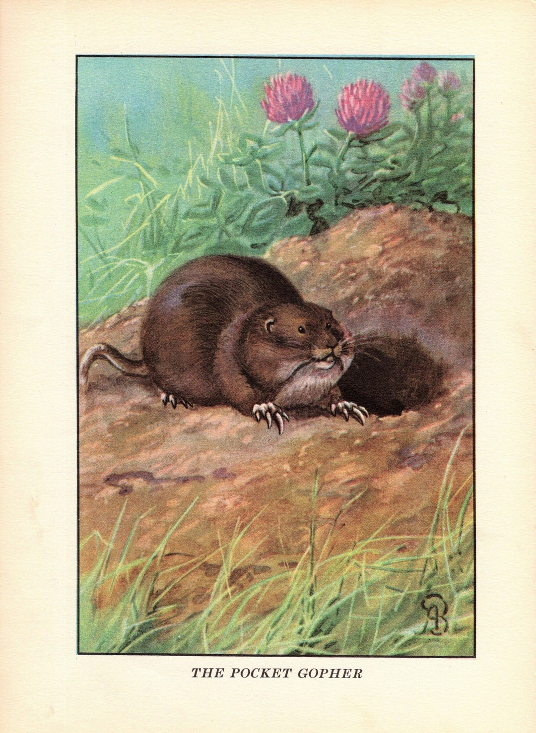 Antique Gopher Print Wall Art Decor Vintage Gopher Art - Etsy