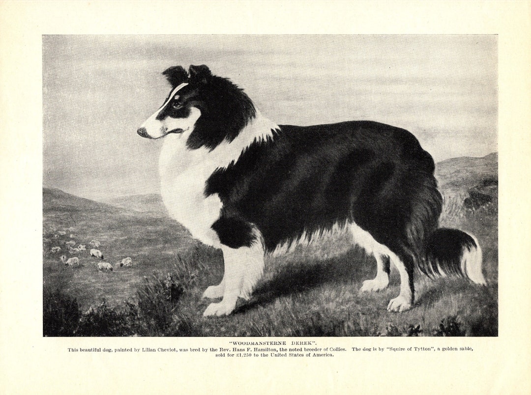 1930's Antique Collie Art Print Wall Art Decor Lilian Cheviot Art ...