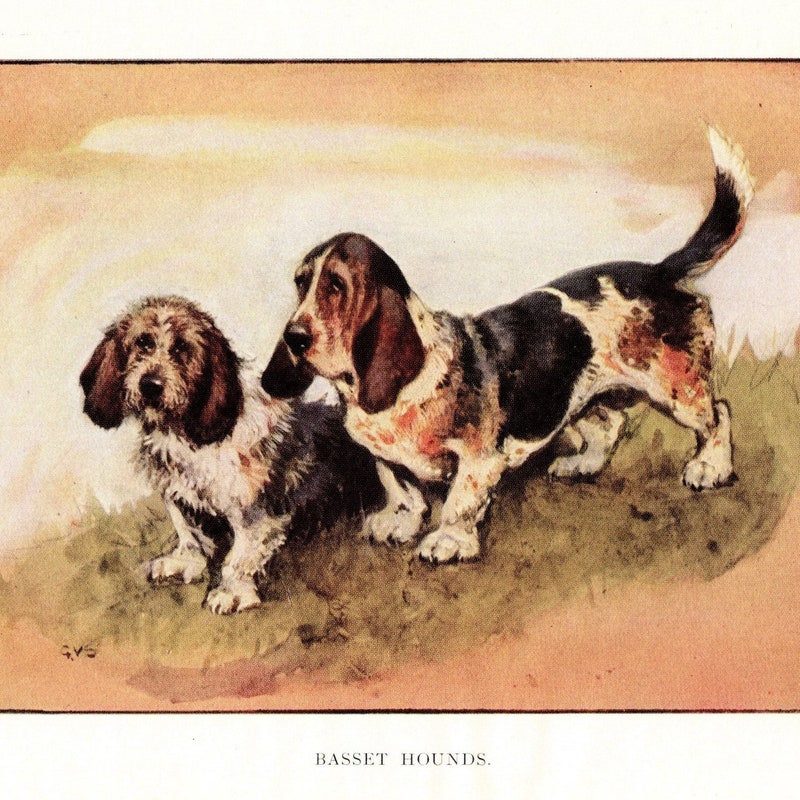 Basset Hound Print - Etsy