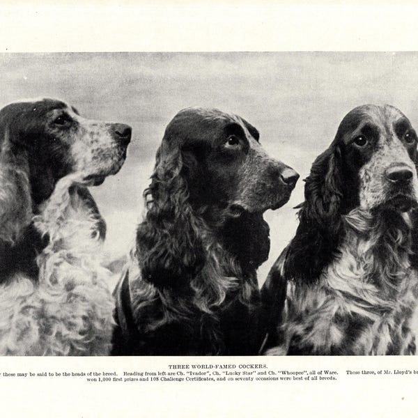 Cocker Spaniel Dog - Etsy