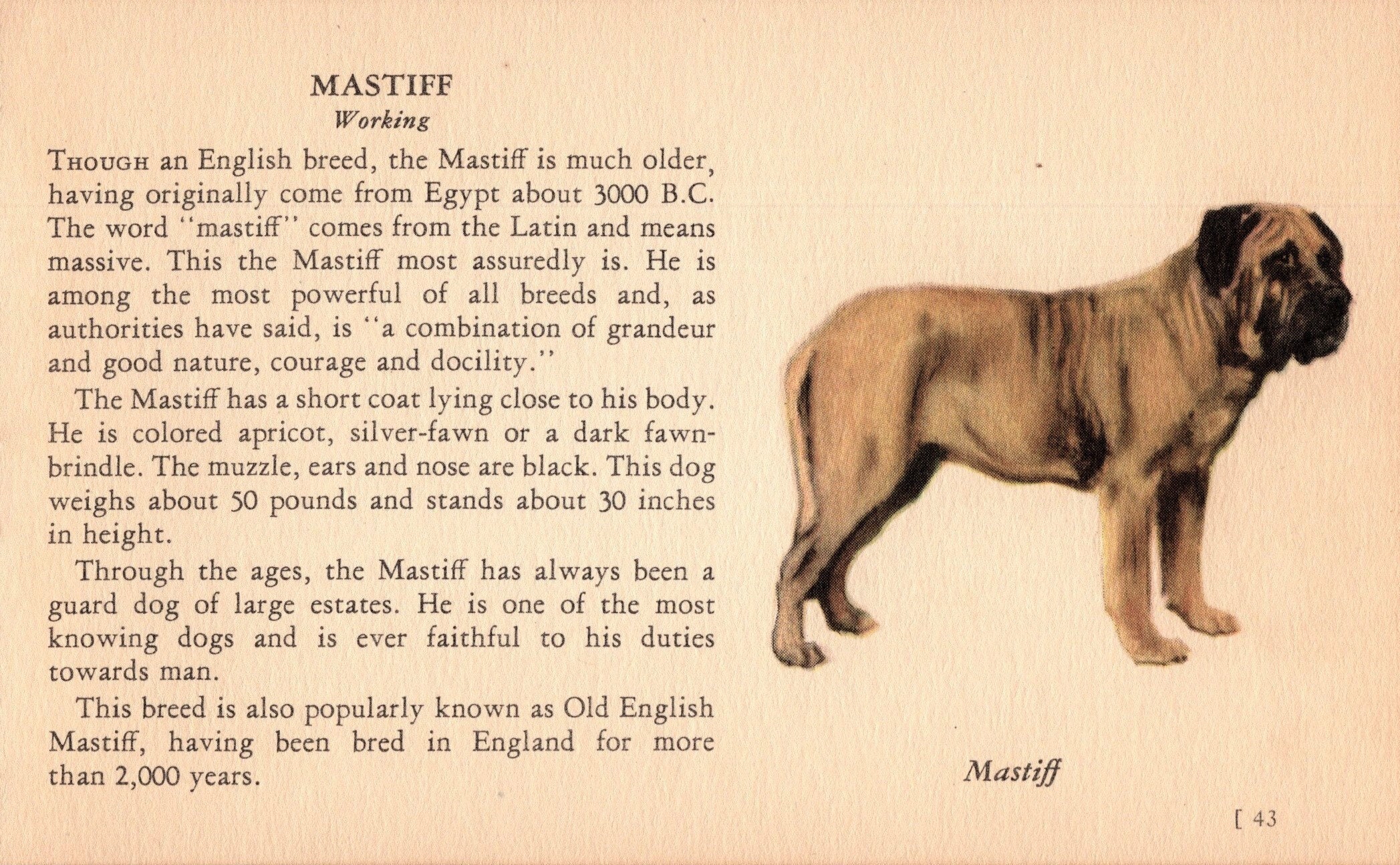 Full Grown Mastiff