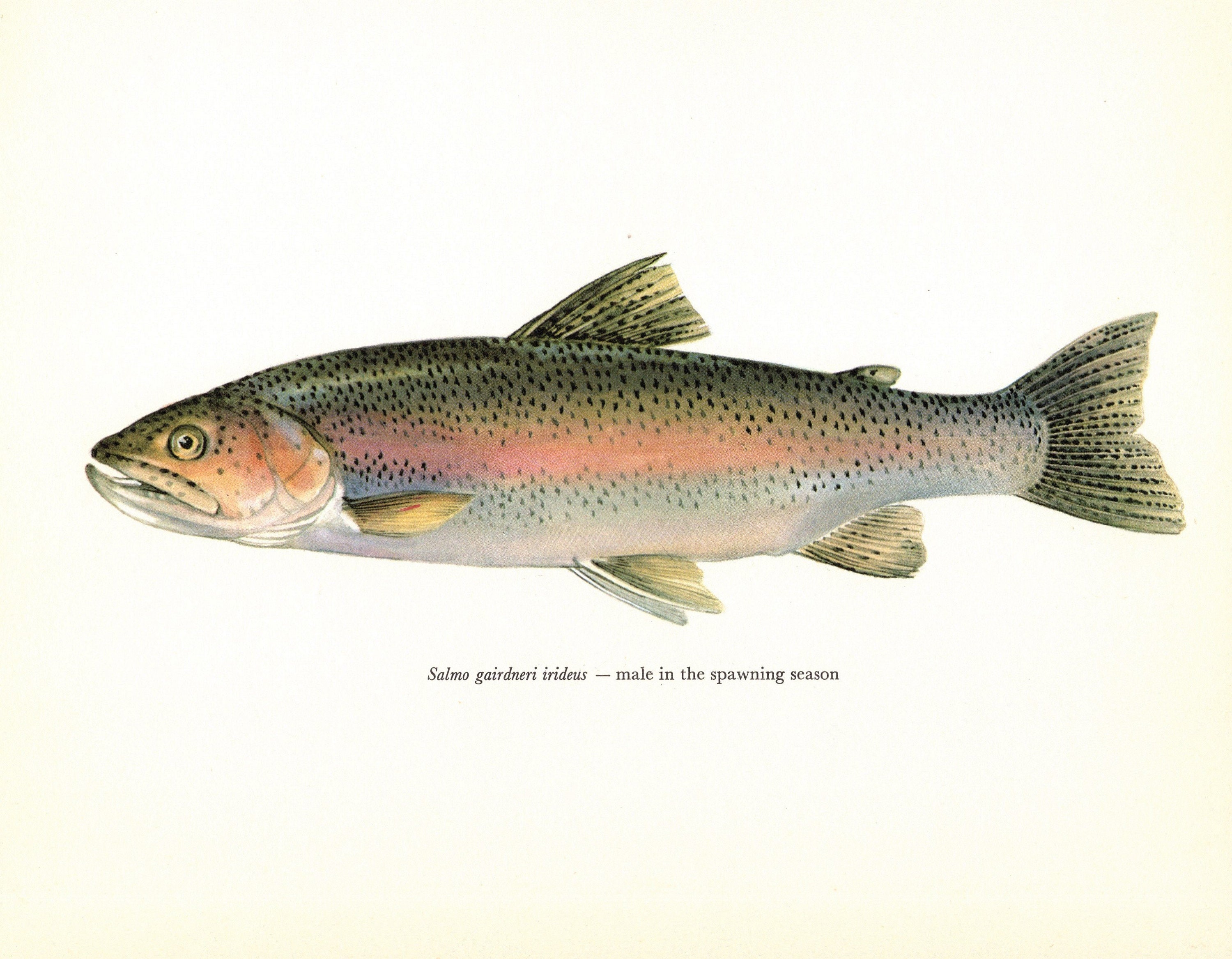 Vintage RAINBOW TROUT Fish Print Fish Gallery Wall Art Decor - Etsy