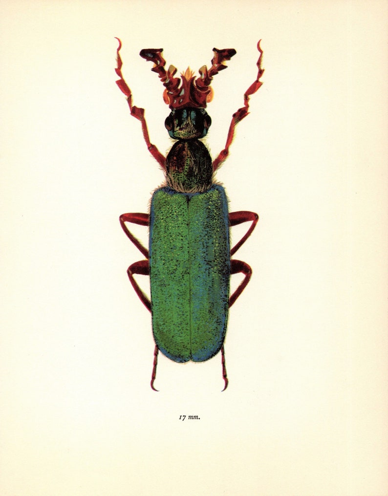 Vintage Beetle Insect Print Beetle Wall Art Cottage Cabin - Etsy