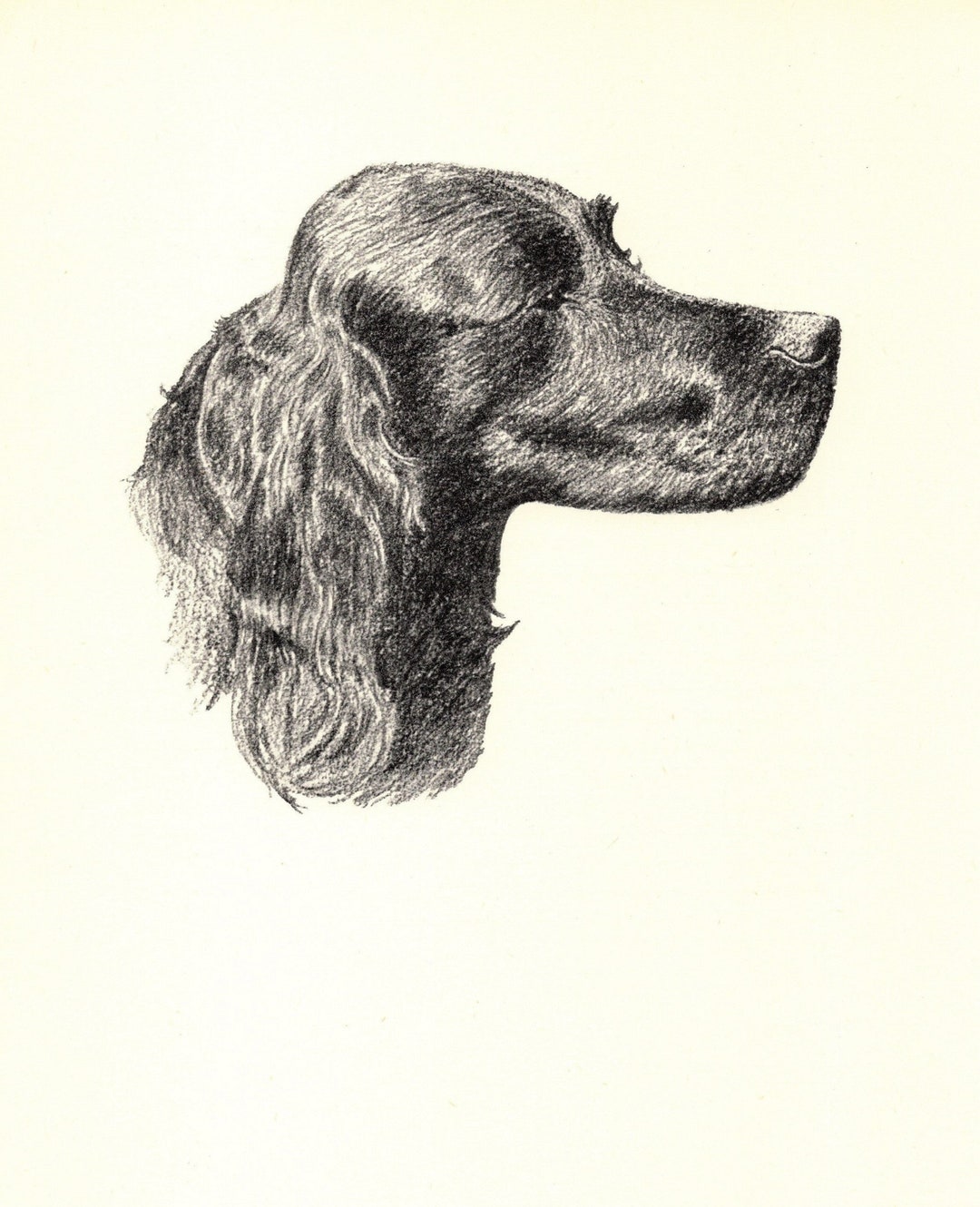 Antique Gordon Setter Print Wall Art Decor Ch Dawn of Daven C Francis ...