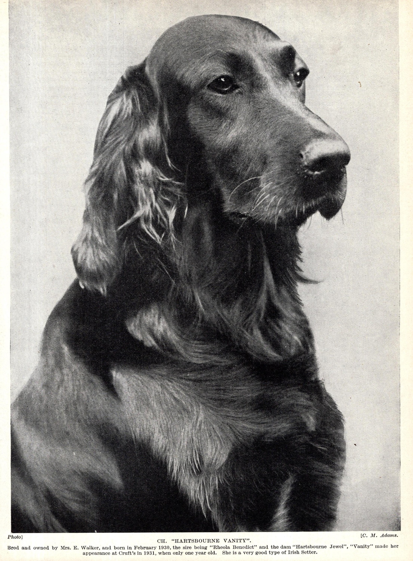 1930's Antique Irish Setter Print Gallery Wall Decor Ch Hartsbourne ...
