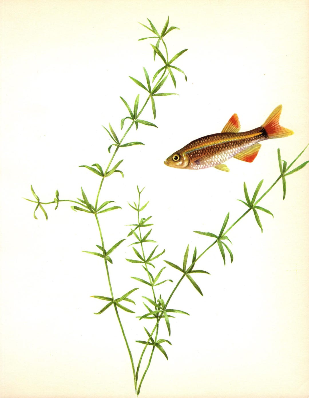 Vintage Tropical Aquarium Fish Print Minnow Illustration Beach Gallery ...