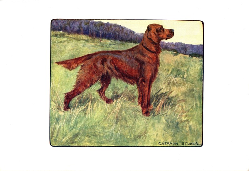 1906 Antique Irish Setter Print Wall Art Decor Vernon Stokes Irish ...