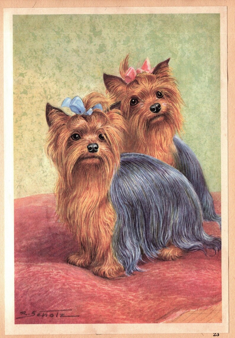 Vintage Yorkshire Terrier Print Wall Art Decor Scholz Yorkie - Etsy