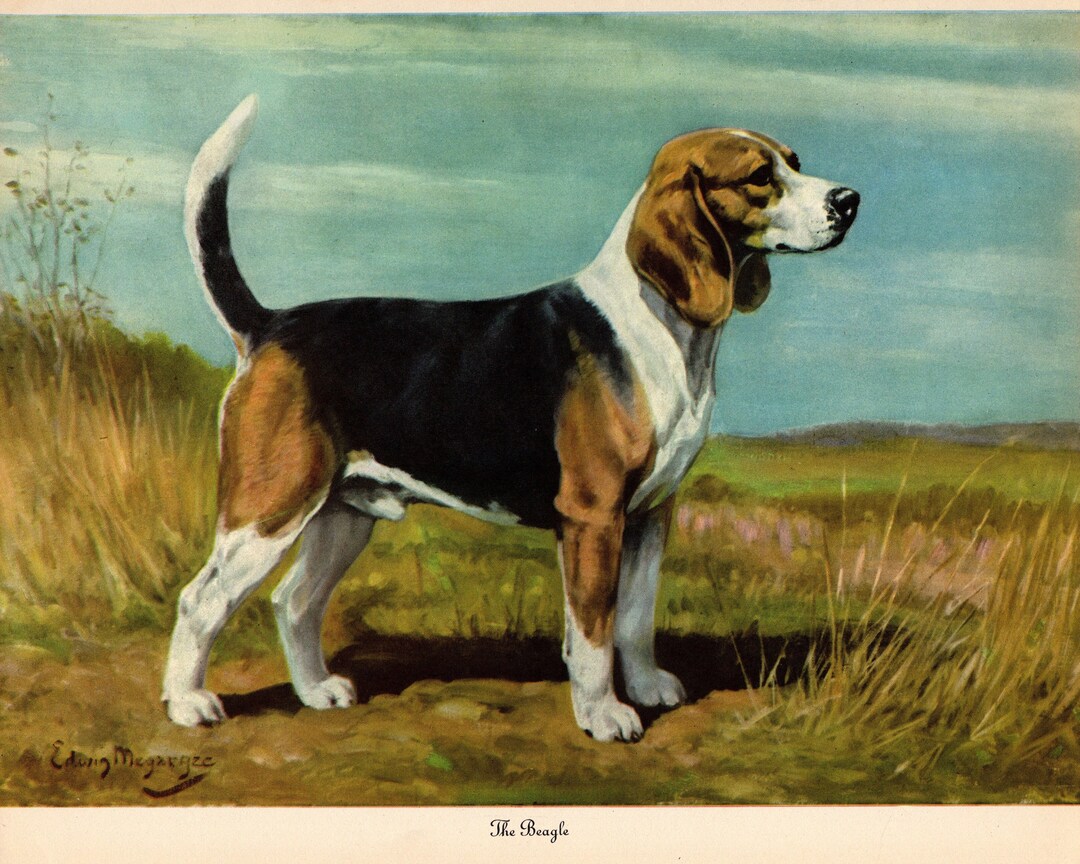 1942 Antique Beagle Print Wall Art Decor Vintage Edwin Megargee Beagle ...