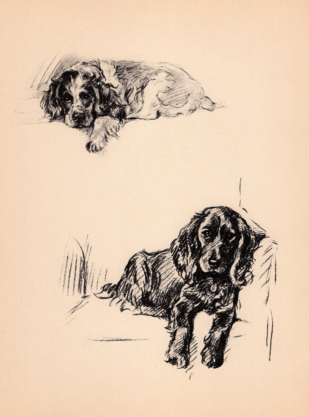 1937 Antique Springer Spaniel Print Wall Art Decor Vintage Lucy Dawson ...