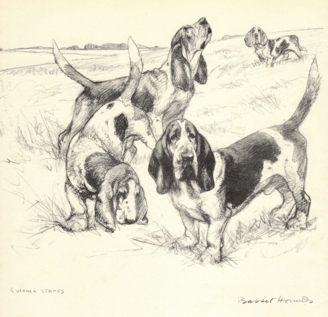 Antique Basset Hound Print Wall Art Decor 1938 Vernon Stokes - Etsy