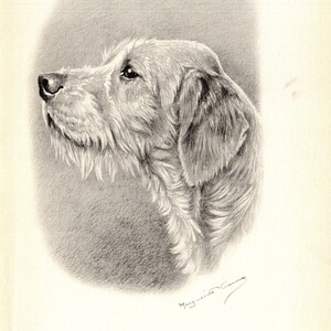 1938 Antique Welsh Foxhound Art Print Marguerite Kirmse Welsh | Etsy