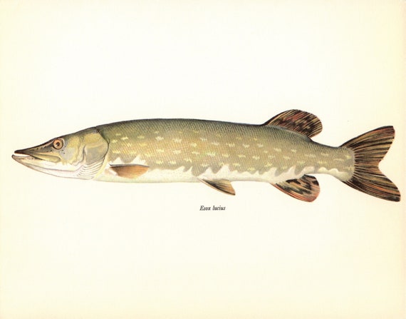 Vintage Common Pike Fish Print Fish Wall Art Fishing Lodge - Etsy