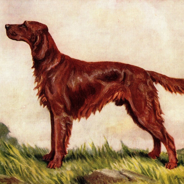 Irish Setter Art - Etsy