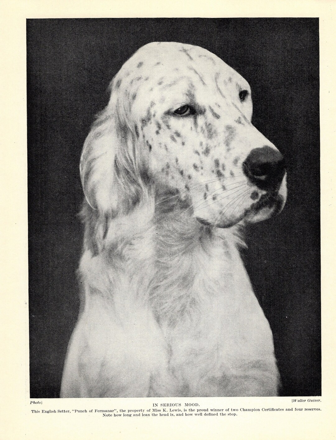 1930's Antique English Setter Print Wall Decor Champion Punch of ...