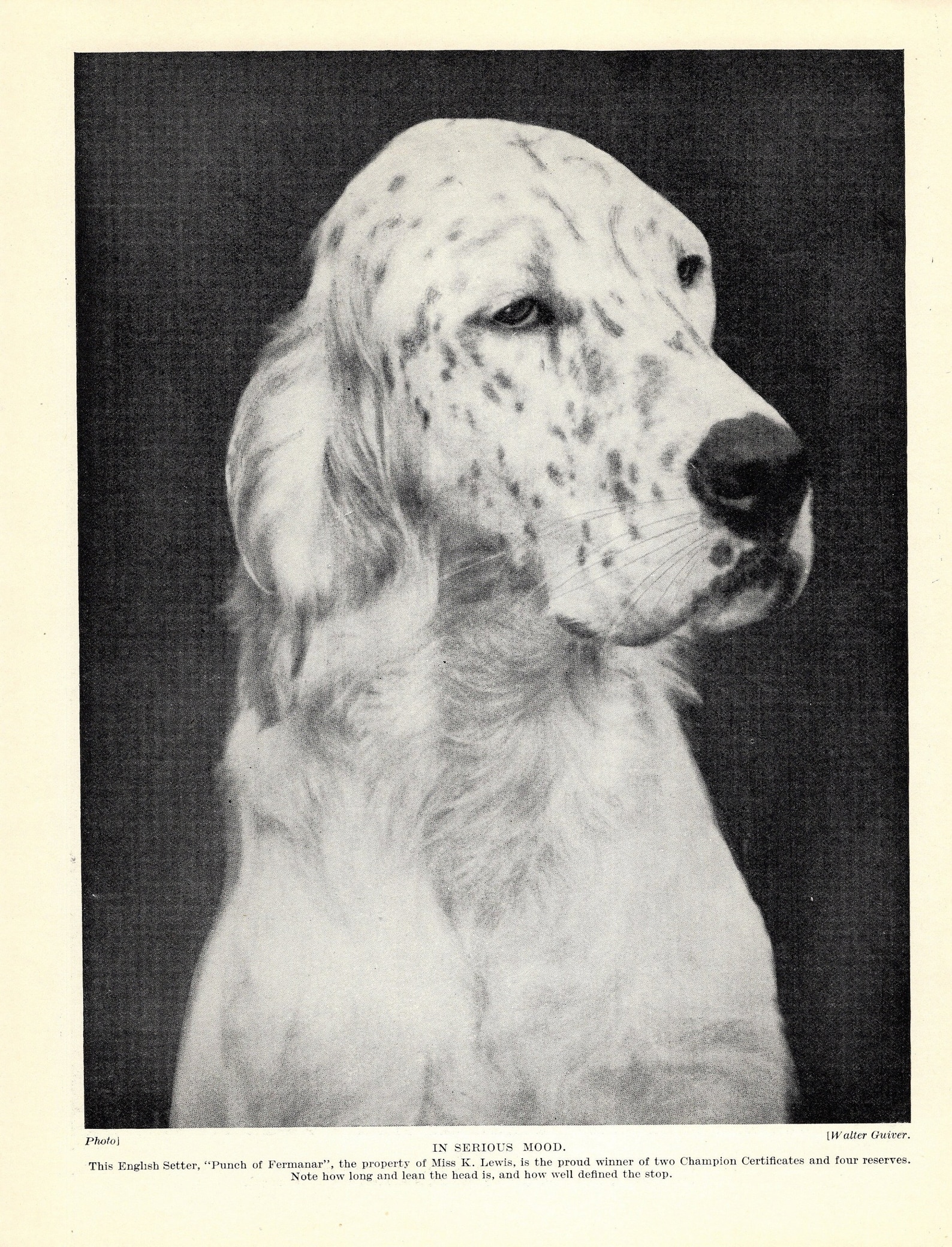 1930's Antique English Setter Print Wall Decor Champion - Etsy