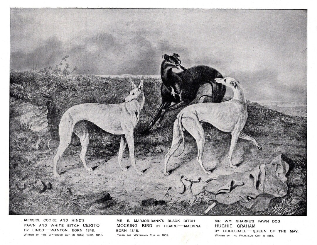1911 Antique Greyhound Print Wall Art Decor Waterloo Cup Winners Cerito ...