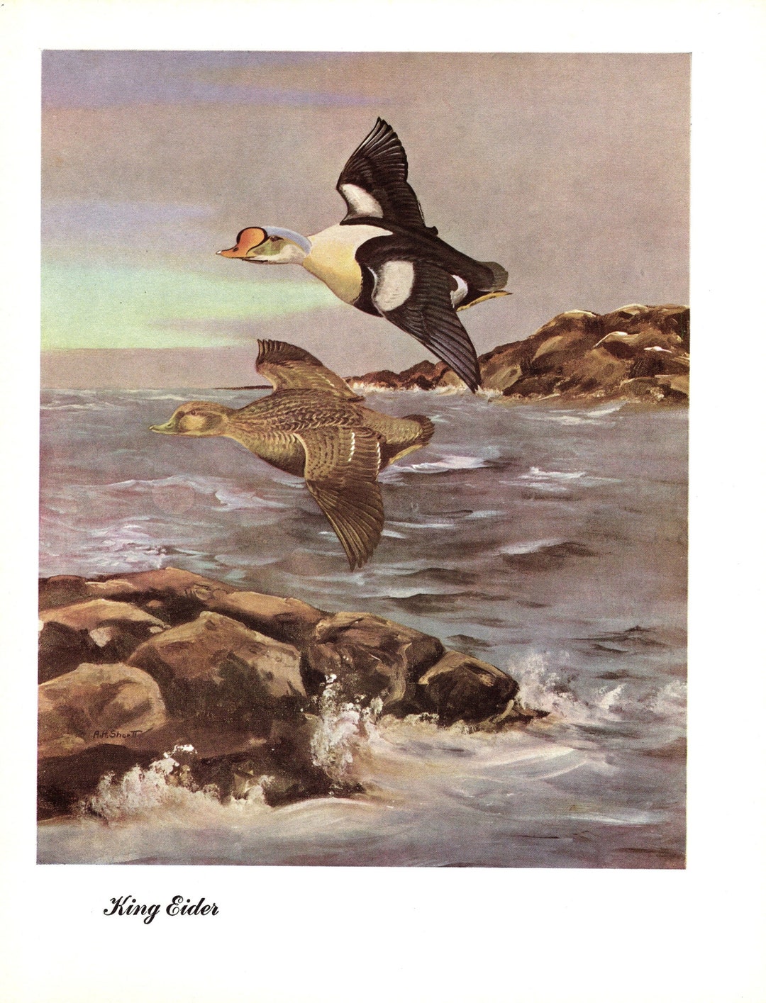 Vintage King Eider Duck Print Wall Art Decor 1950s Bird Print Duck ...