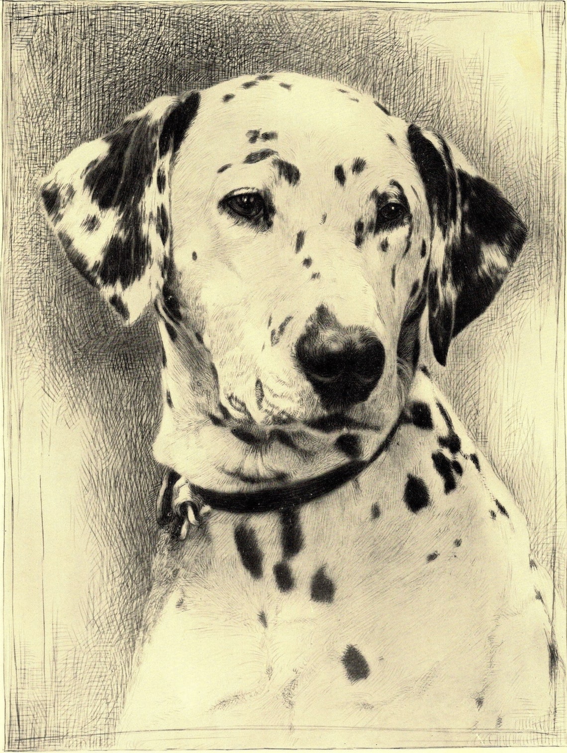 1935 Antique Dalmatian Print Wall Art Decor Malcolm Nicholson - Etsy