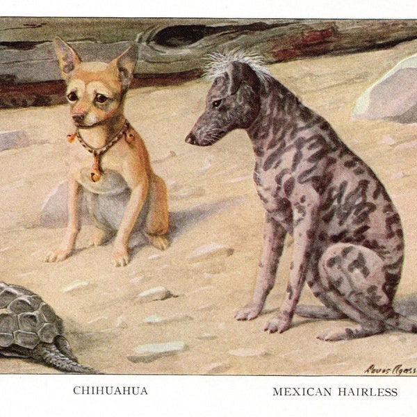 Mexican Chihuahua - Etsy