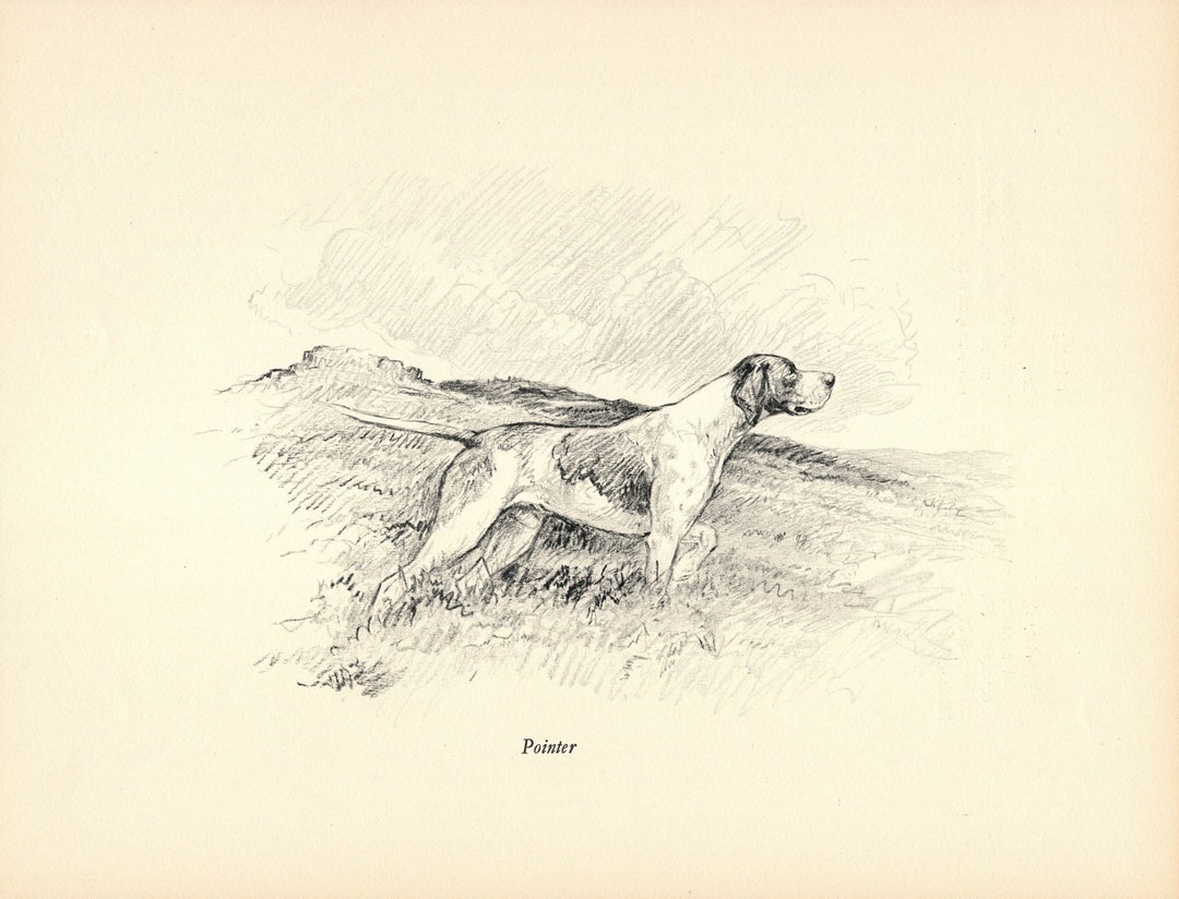 Vintage Pointer Print Wall Art Decor 1938 Antique K Barker - Etsy
