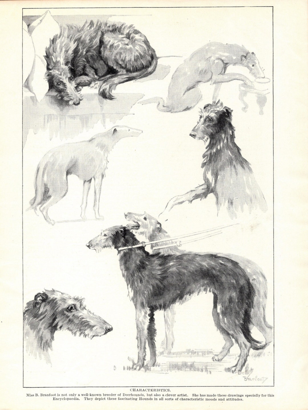 1930's Antique DEERHOUND Print Wall Art Decor B Branfoot - Etsy