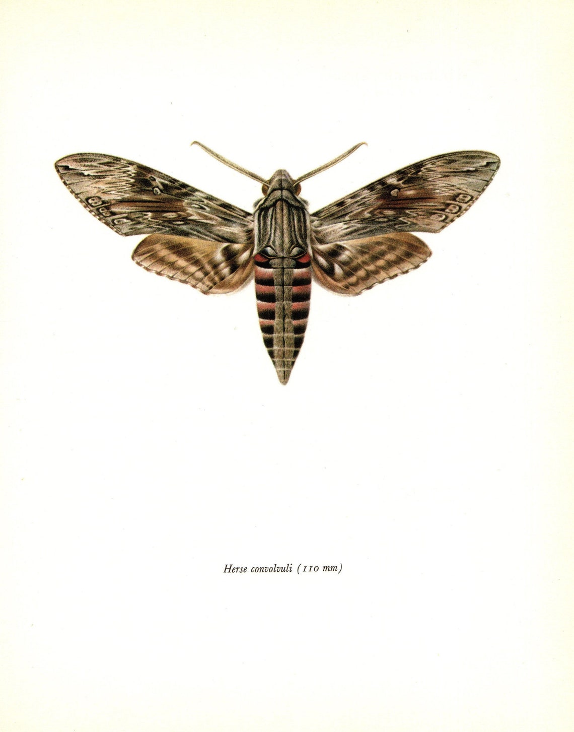 Set of 3 Vintage Moth Prints Insect Art Print Moth Gallery | Etsy