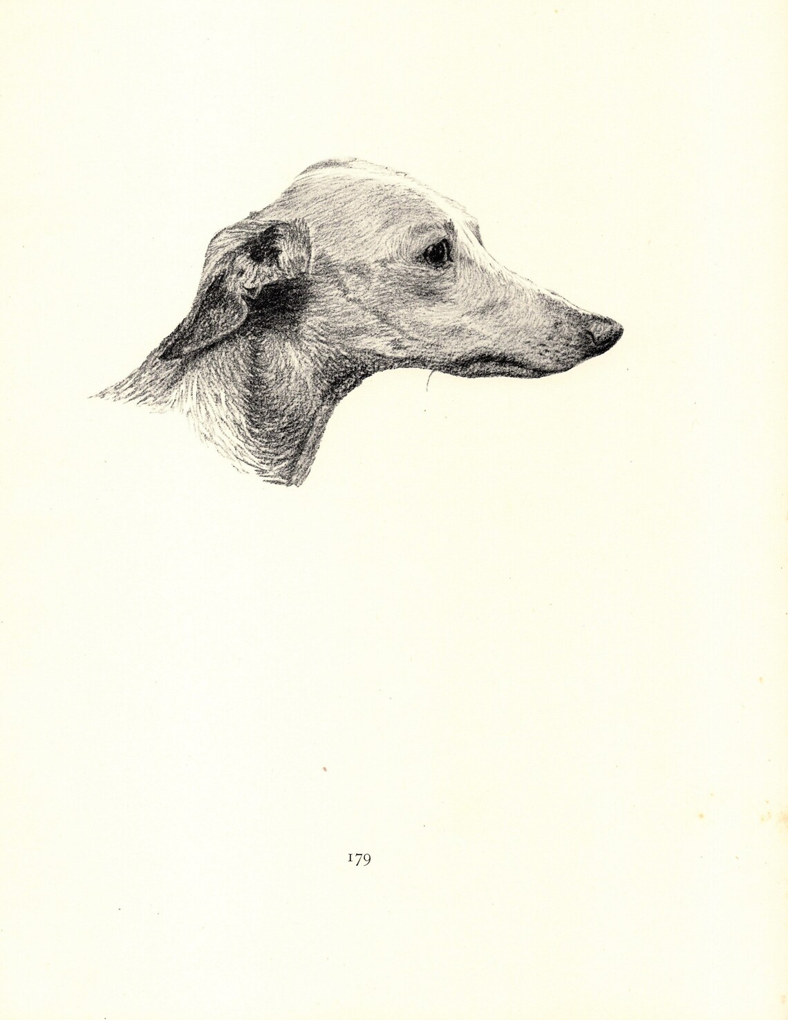 1935 Antique ITALIAN GREYHOUND Print Jupiter Greyhound Wall - Etsy