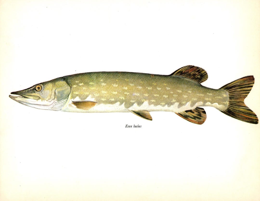 Vintage Common Pike Fish Print Fish Wall Art Fishing Lodge Beach House ...