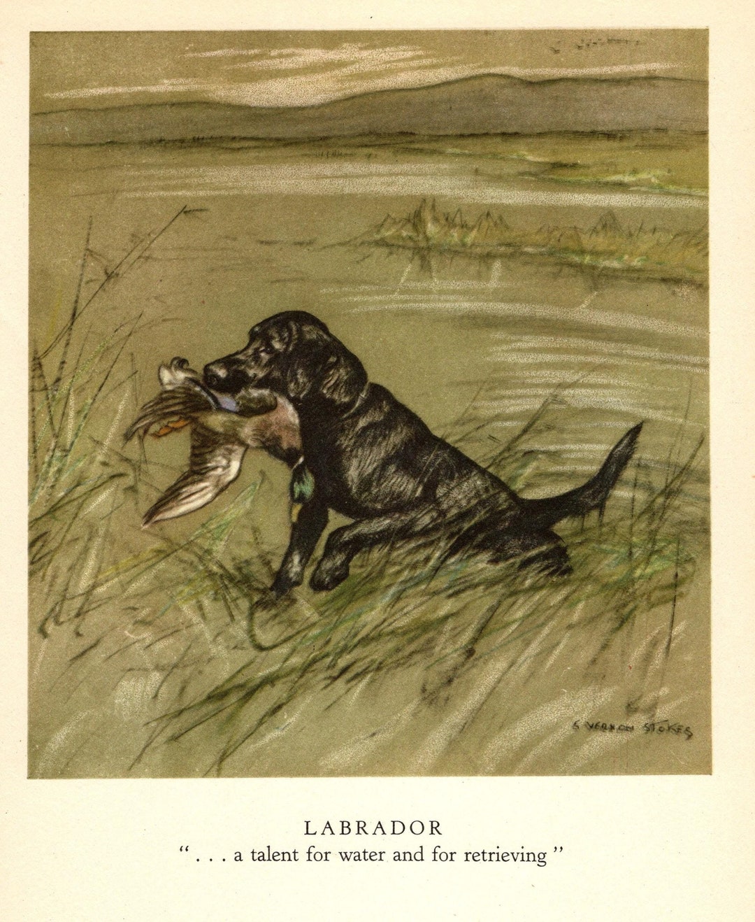 1947 Vintage Labrador Retriever Print Gundog Hunting Dog Wall Art ...