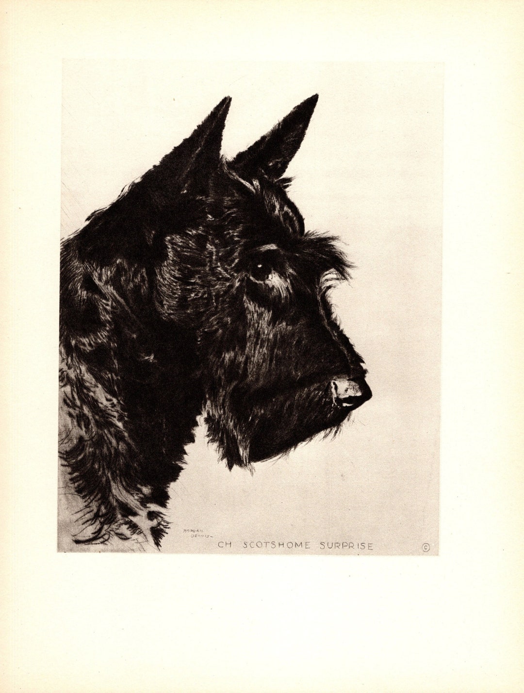 1940s Vintage Scottish Terrier Print Wall Art Decor Morgan Dennis ...