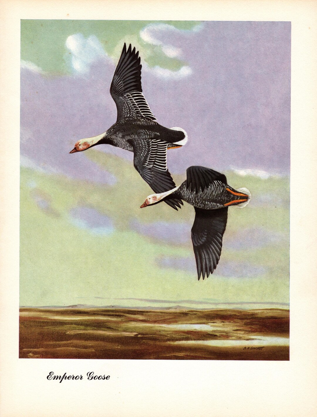Vintage Emperor Goose Print Flying Geese Wall Art 1950s Bird Print Bird ...