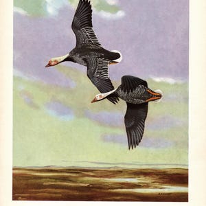 Vintage Emperor Goose Print Flying Geese Wall Art 1950s Bird Print Bird ...