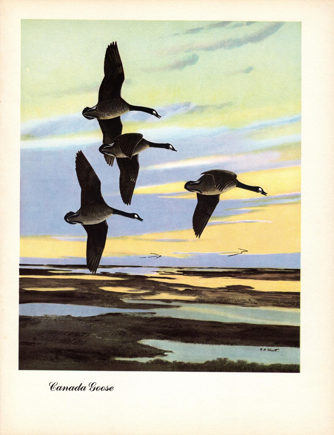 Vintage Canada Goose Print Wall Art Decor 1950s Canadian Geese Bird Art ...